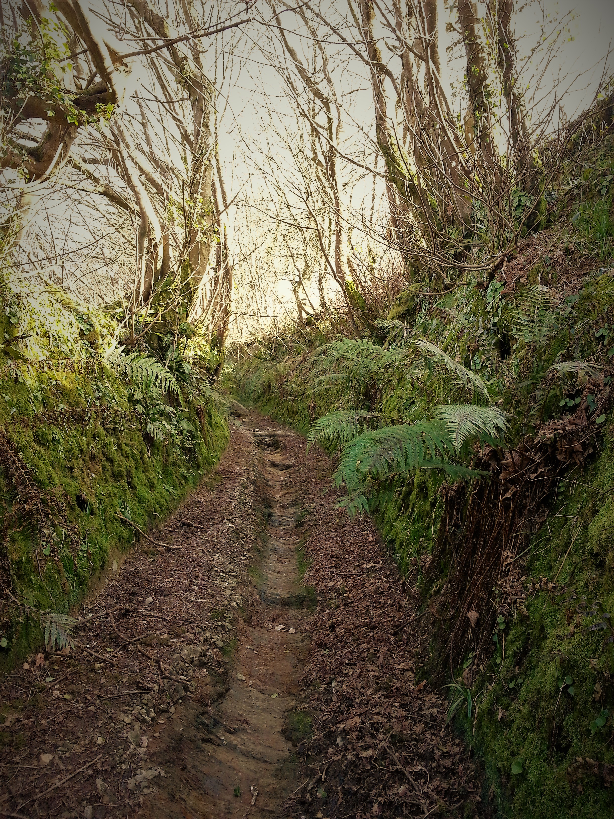 Cornwall's Oldest Road - The Cornish Bird