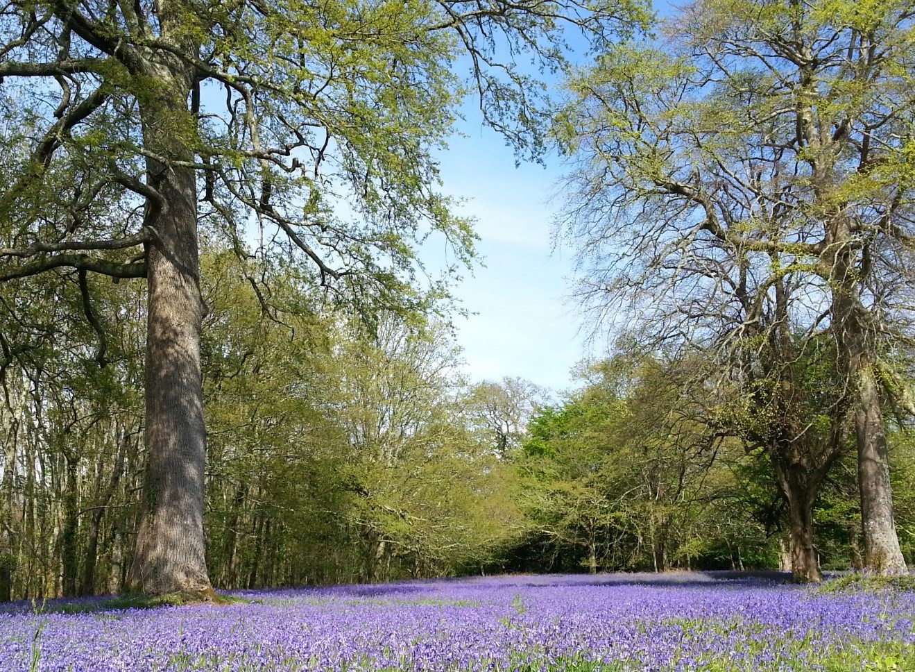 Where to see Bluebells in Cornwall - The Cornish Bird